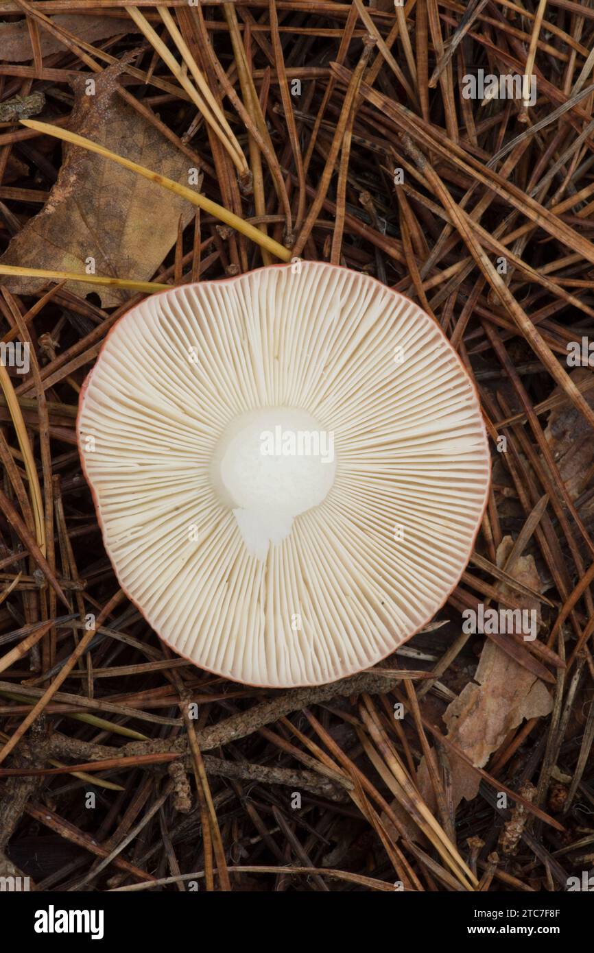 The sickener, Russula emetica, Emetic russula, Vomiting russula, gills ...
