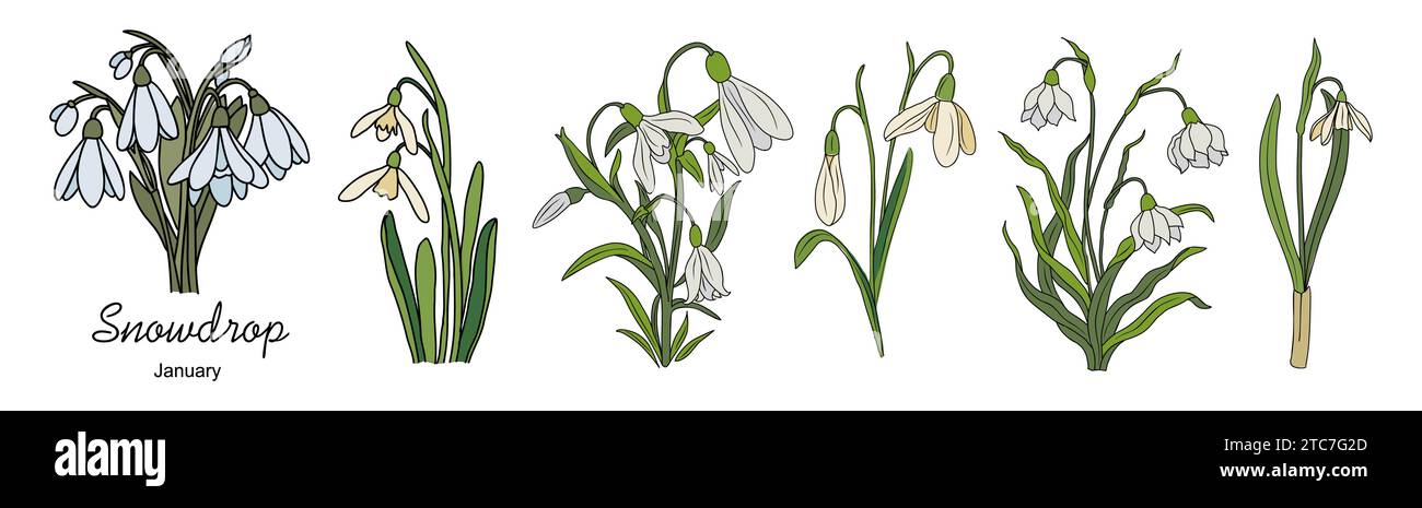 Set of Snowdrop January birth month flowers vector Stock Vector Image ...
