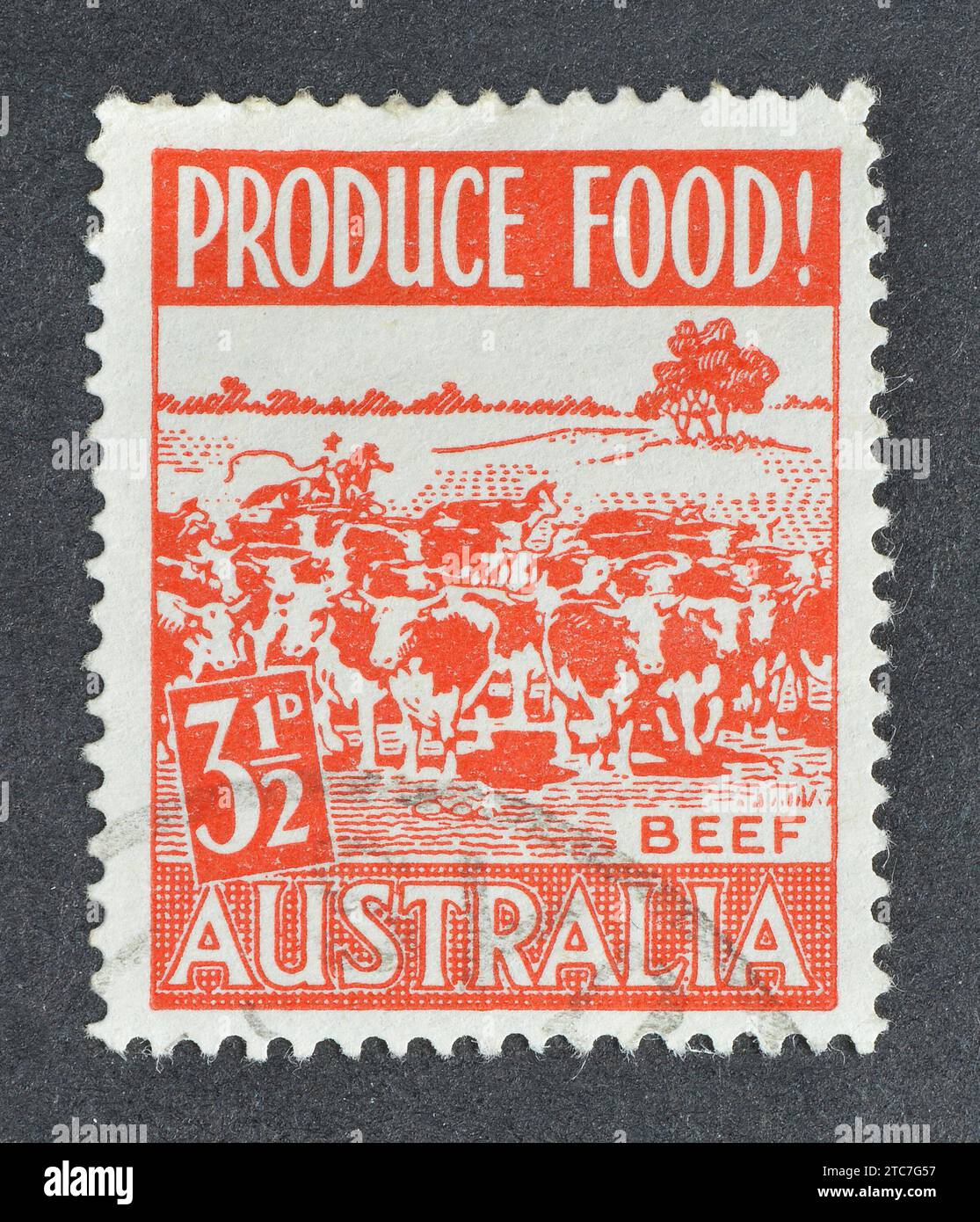 Cancelled postage stamp printed by Australia, that shows Cows (Bos ...