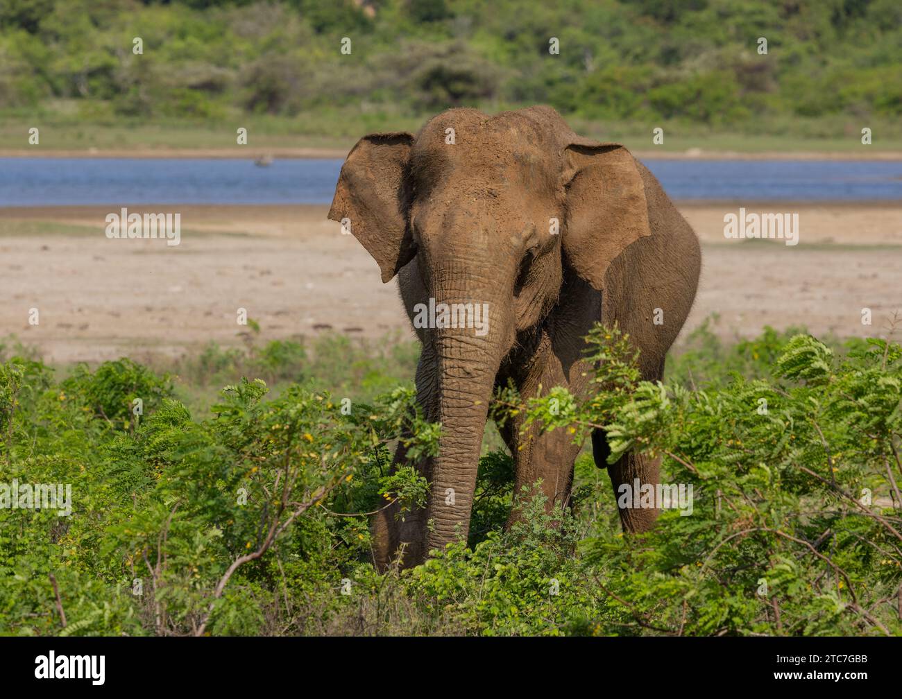 An Asiatic Elephant - photographed in Yala National Park - Sri Lanka ...