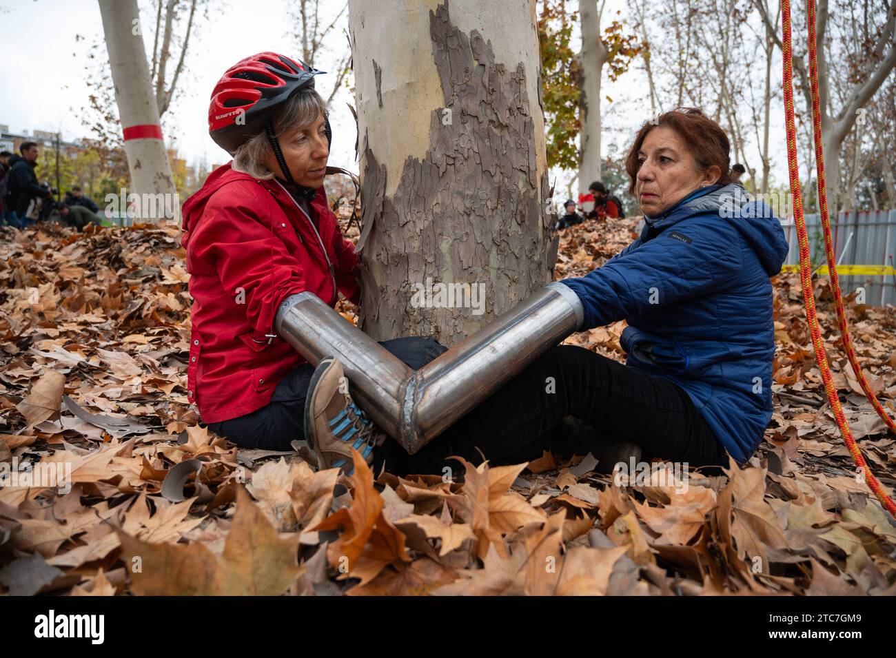 Climate activists chained with metal tubes to a tree protest against ...