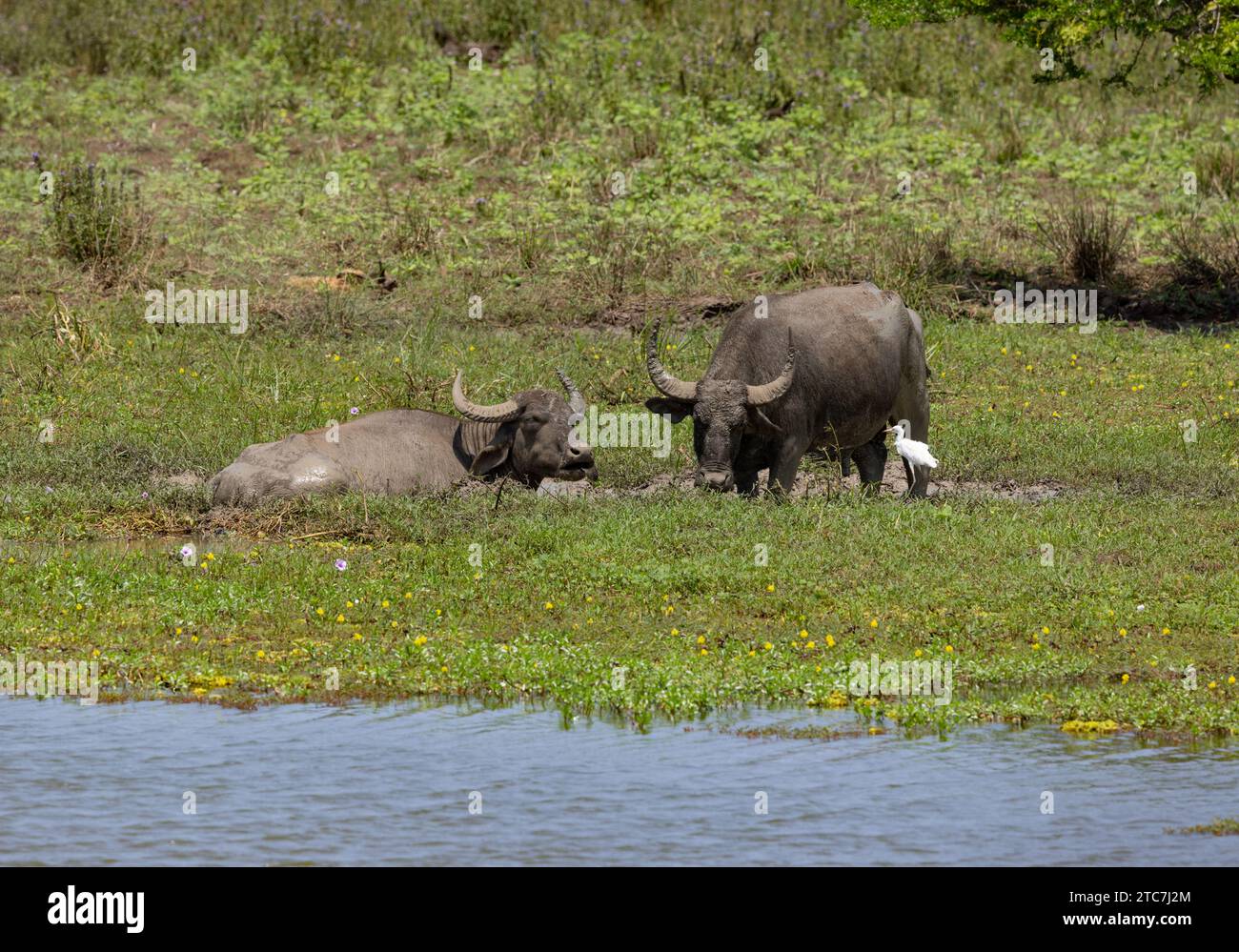 Asia wild water buffalo hi-res stock photography and images - Alamy