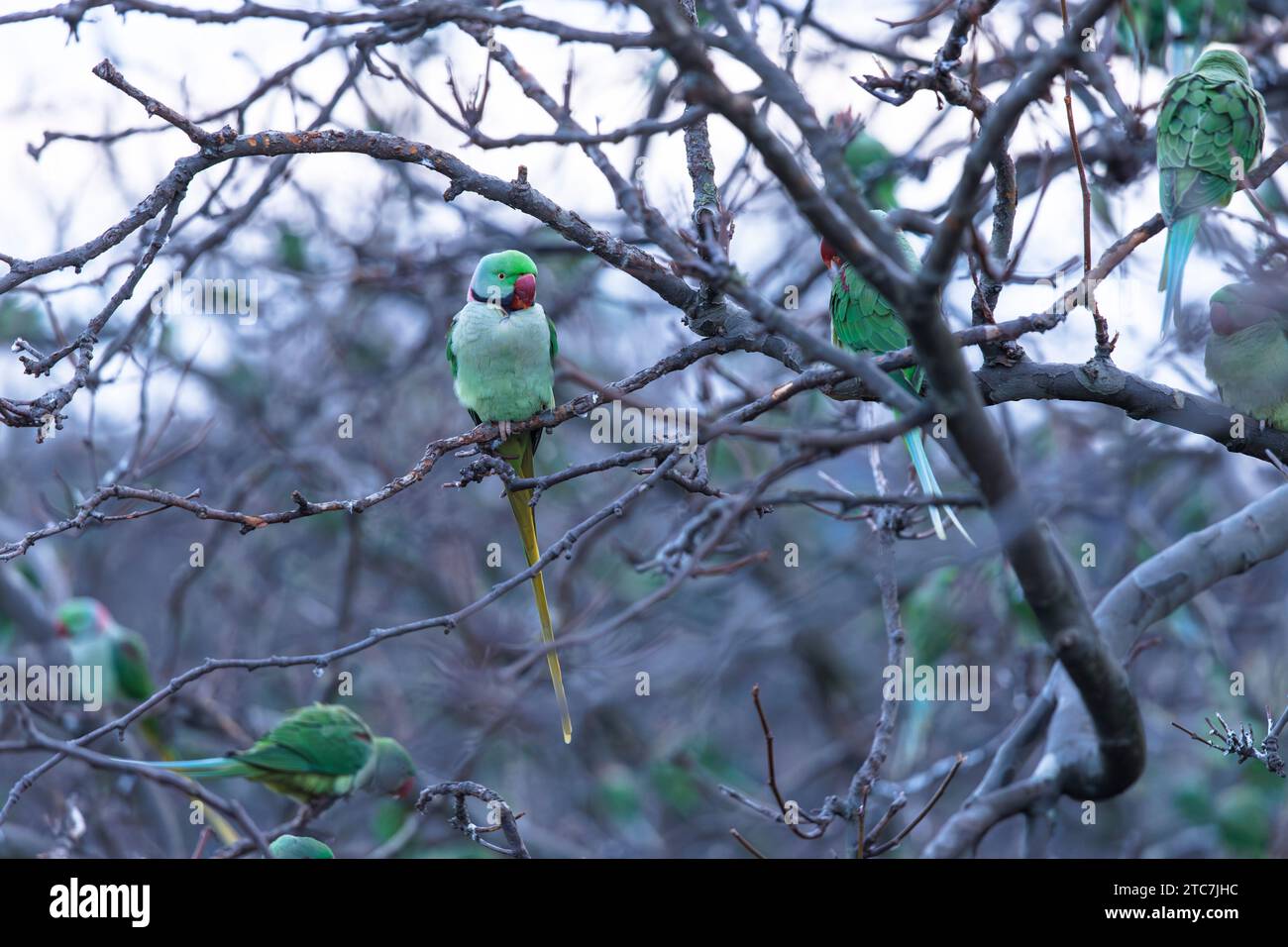 Alexandrine parakeets (Psittacula eupatria) sitting in a tree on the ...