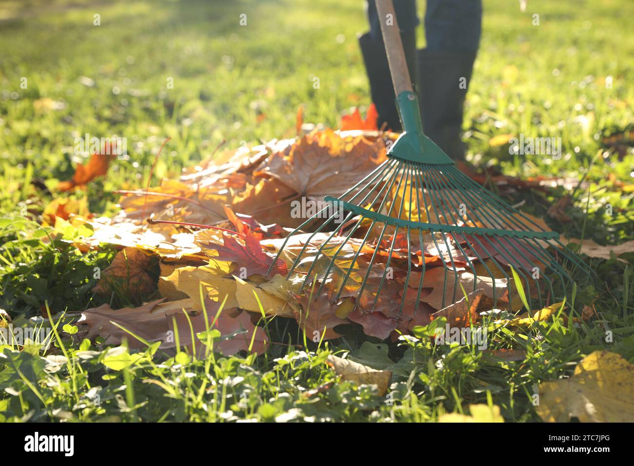 Woman raking pile dry leaves hi-res stock photography and images - Alamy