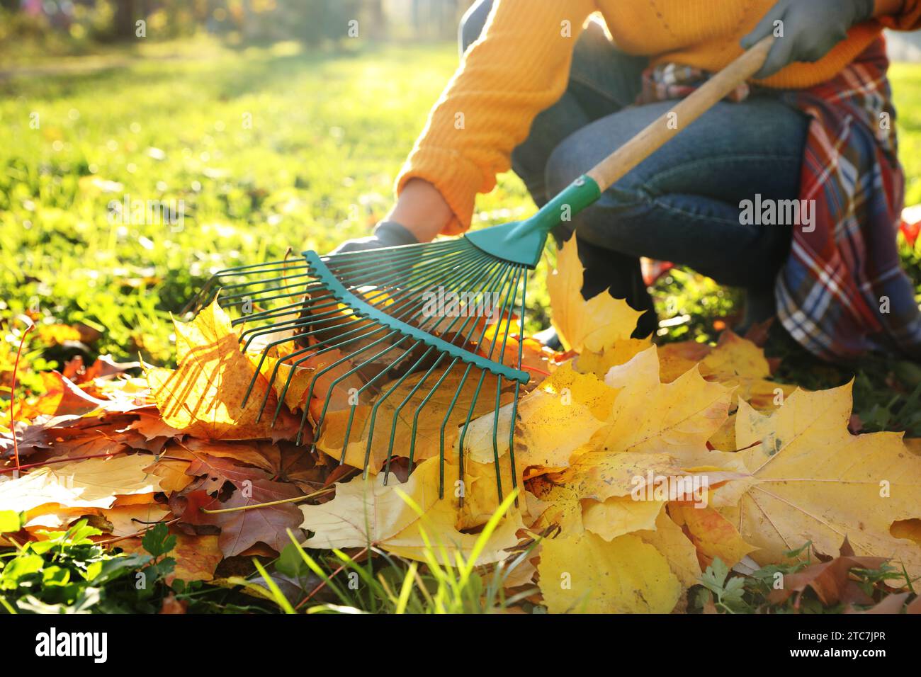 Woman raking pile dry leaves hi-res stock photography and images - Alamy