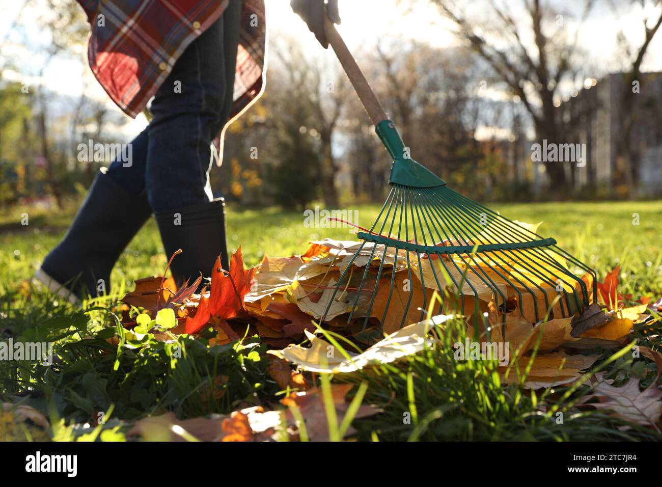 Woman raking leaf hi-res stock photography and images - Alamy