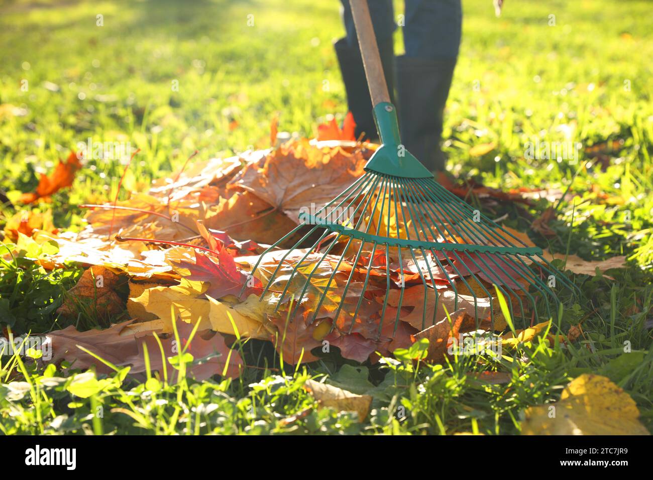 Woman raking pile dry leaves hi-res stock photography and images - Alamy
