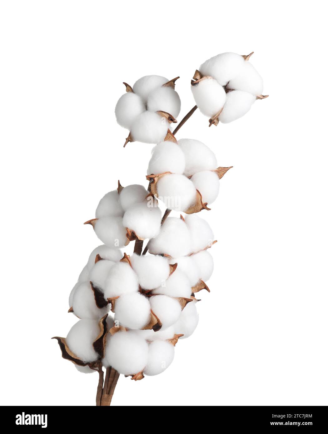 Beautiful dried cotton branch with fluffy flowers isolated on white ...