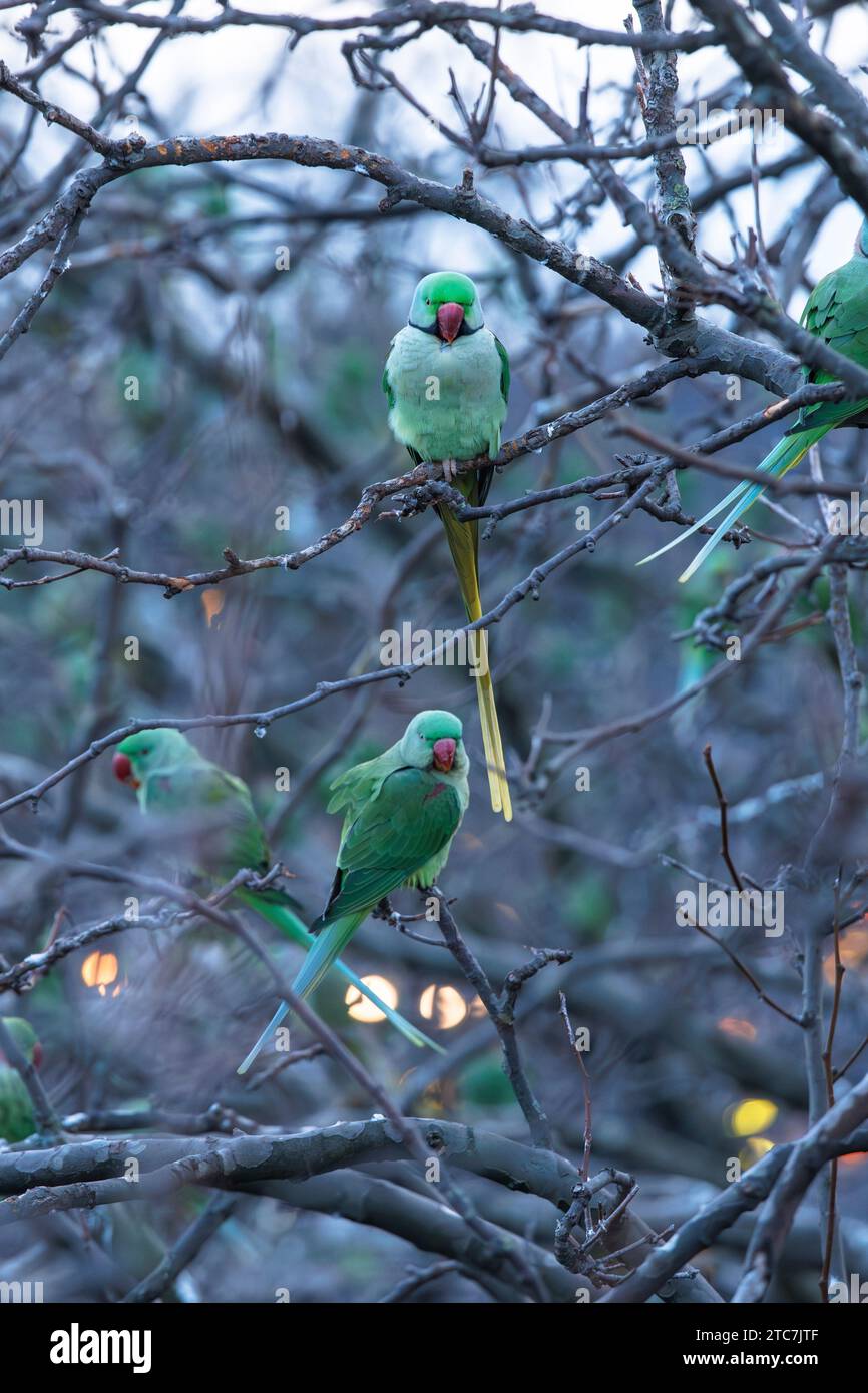 Alexandrine parakeets (Psittacula eupatria) sitting in a tree on the ...