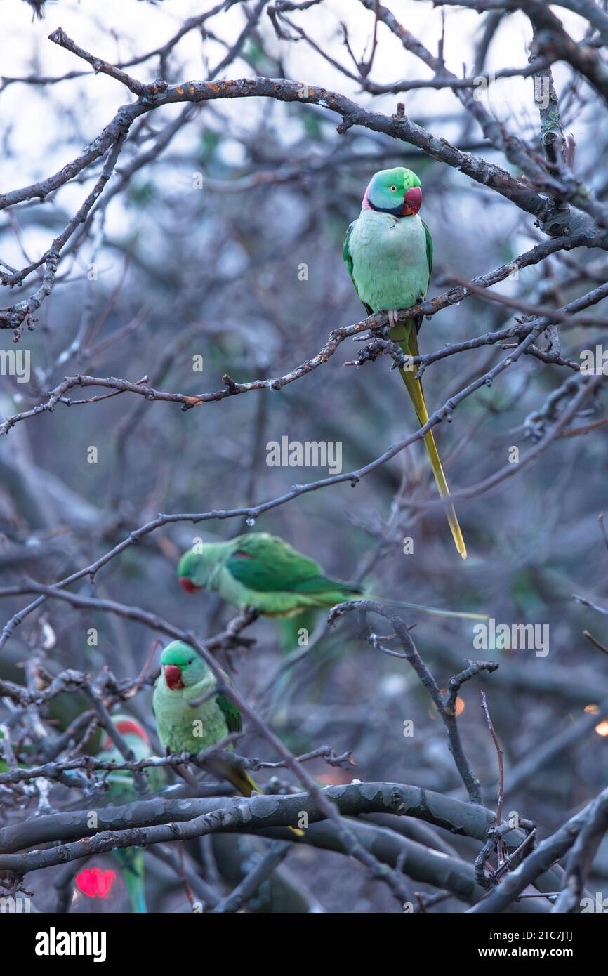 Alexandrine parakeets (Psittacula eupatria) sitting in a tree on the ...