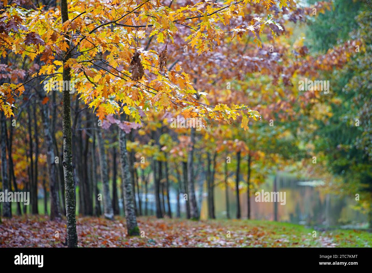 French national forest hi-res stock photography and images - Alamy