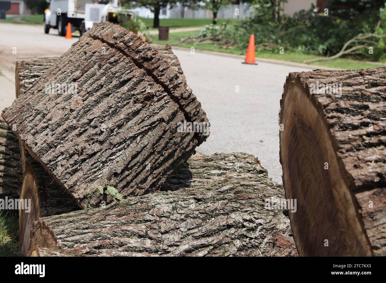 Large trees on sidewalk hi-res stock photography and images - Alamy