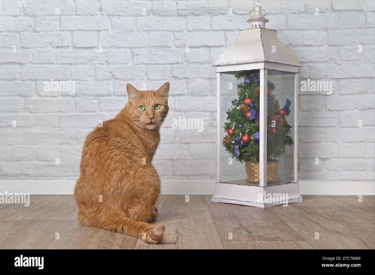 Angry Christmas Productions Cat