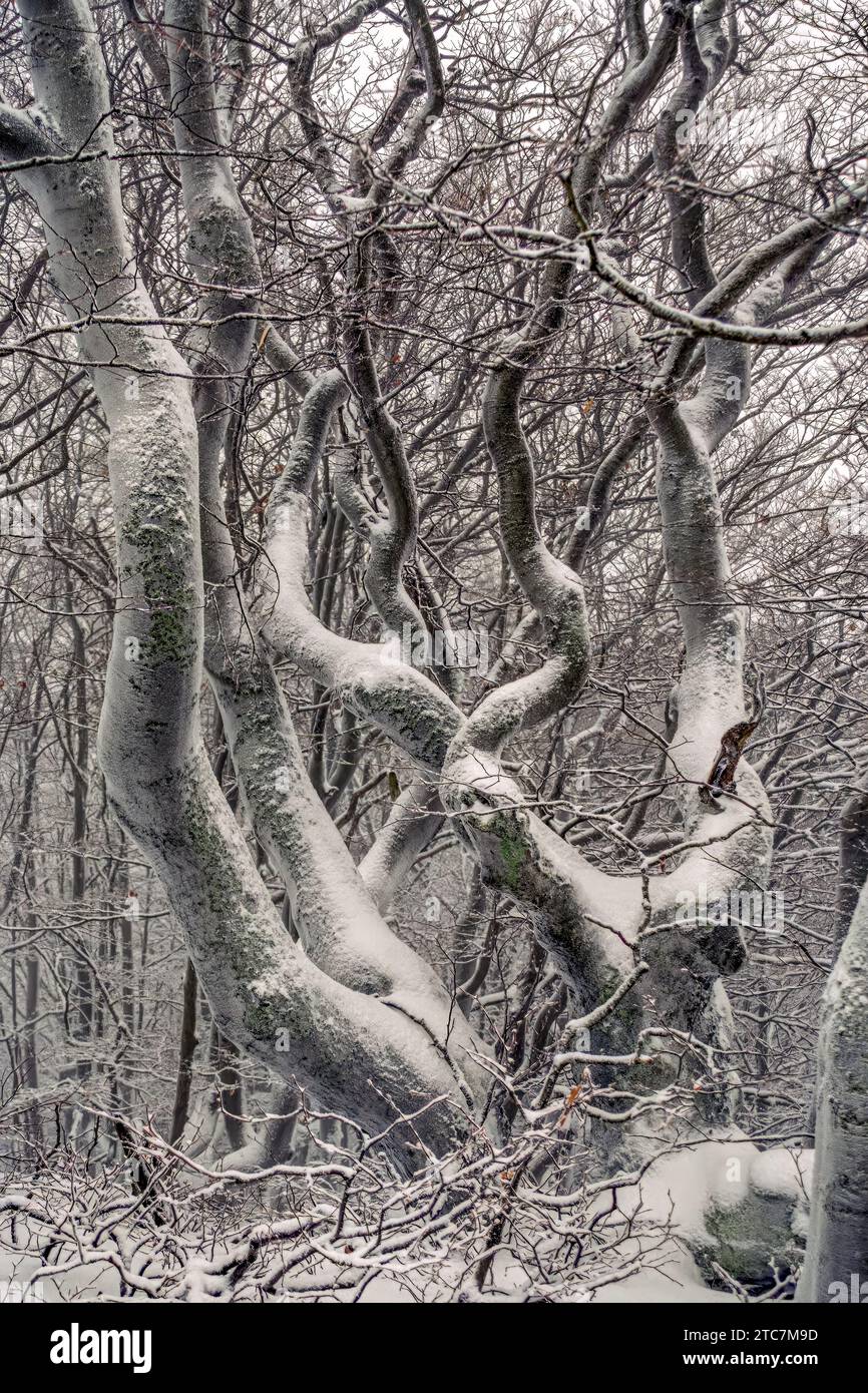 Hornbeam forest winter hi-res stock photography and images - Alamy