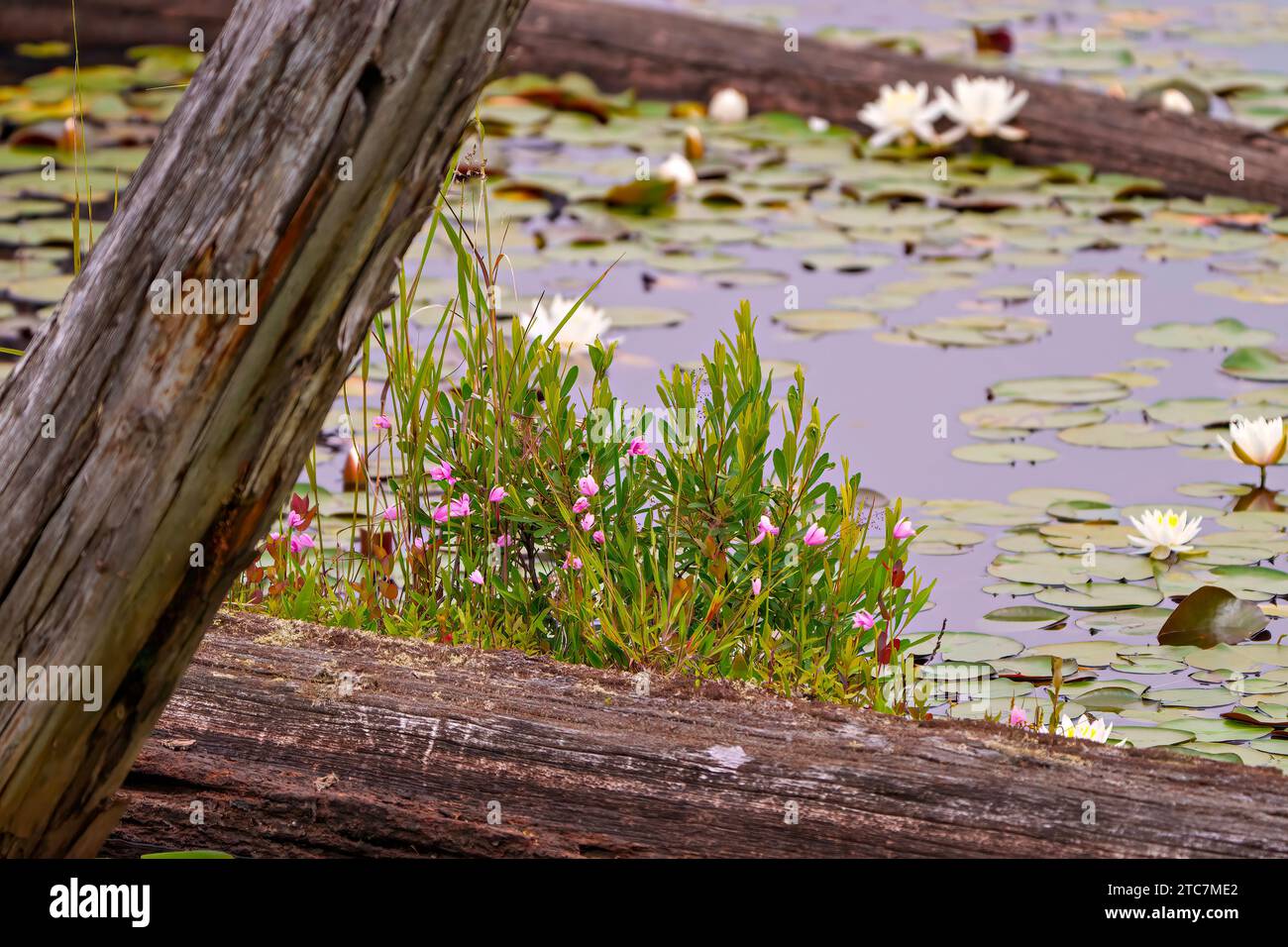 Swamp plants hi-res stock photography and images - Alamy