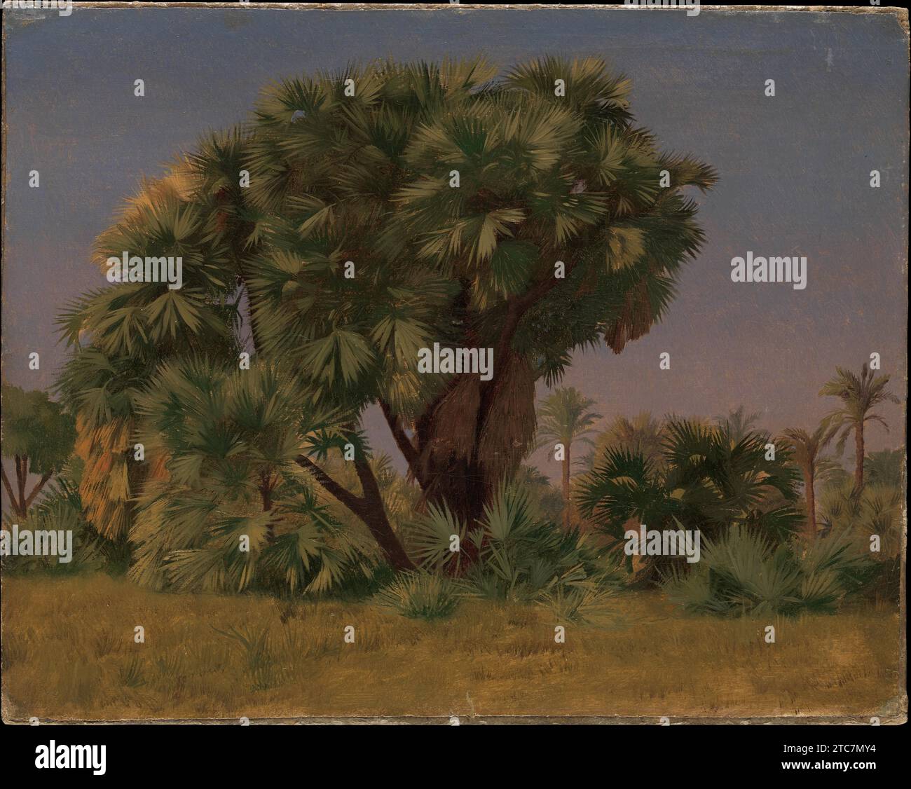 Study of Palm Trees 2015 by Jean-Leon Gerome Stock Photo - Alamy