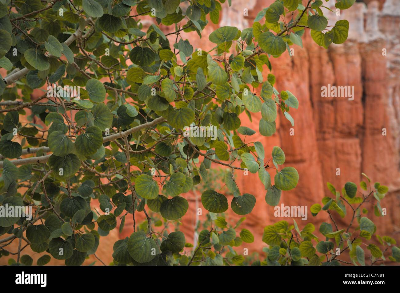 Bryce typical plant Stock Photo - Alamy