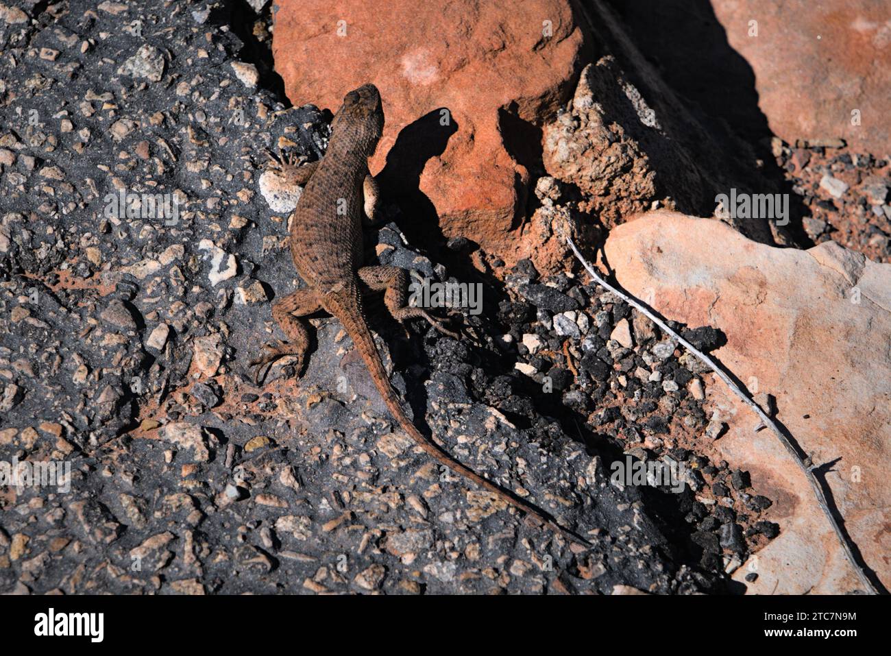 Ghost lizard hi-res stock photography and images - Alamy