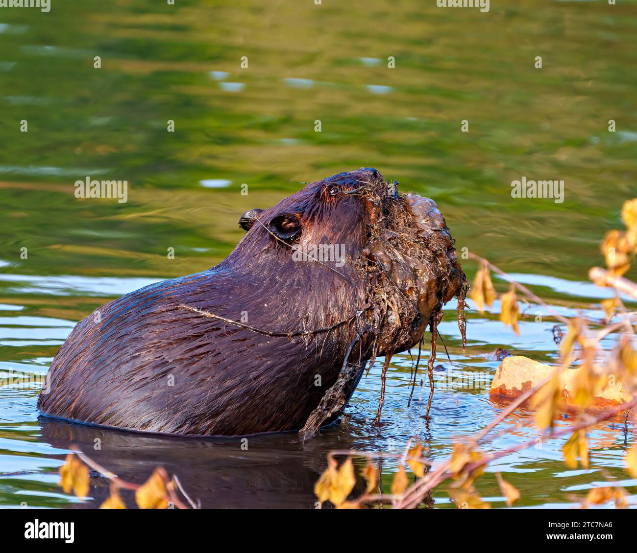 Beaver close-up side view, building a beaver dam for protection ...