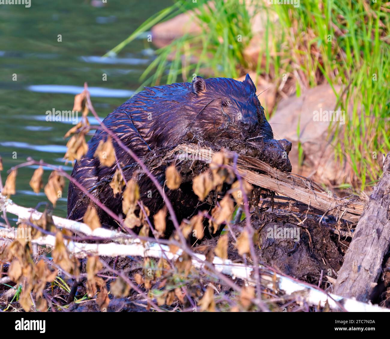 Beaver close-up front view, building a beaver dam for protection ...