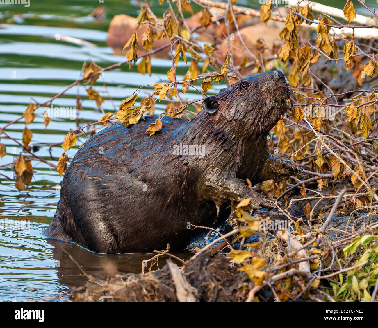 Beaver close-up side view, building a beaver dam and lodge in its ...