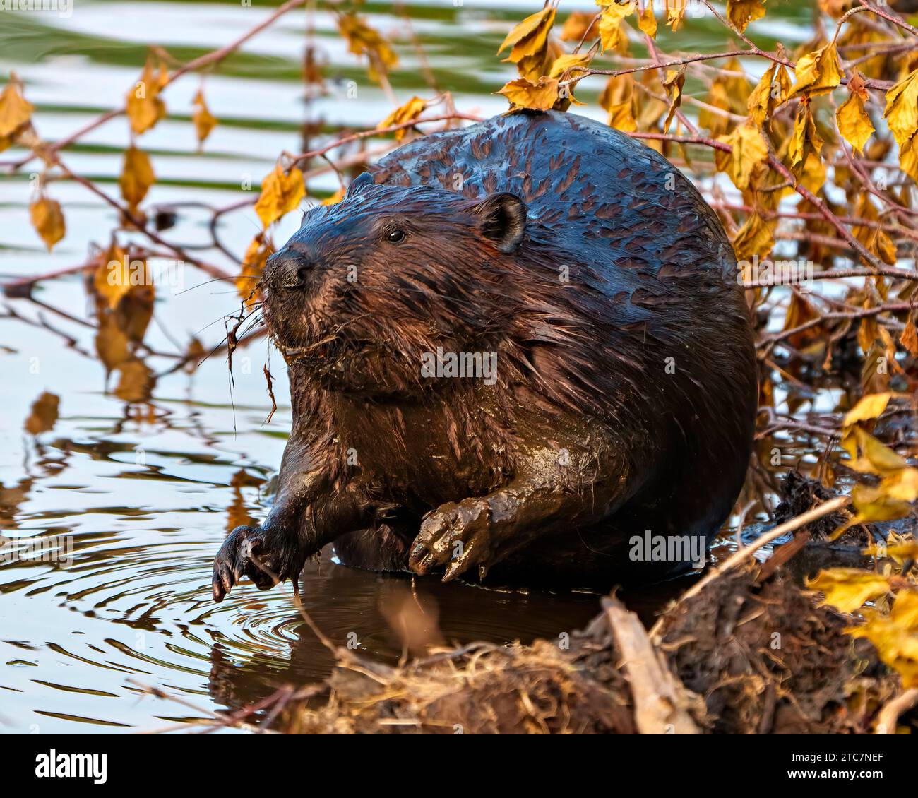 Beaver close-up front view, sitting in water with branches and water ...