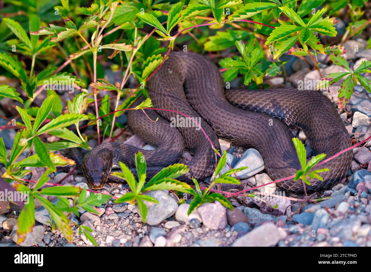 Snake close-up looking at camera and basking on rocks near water with a ...