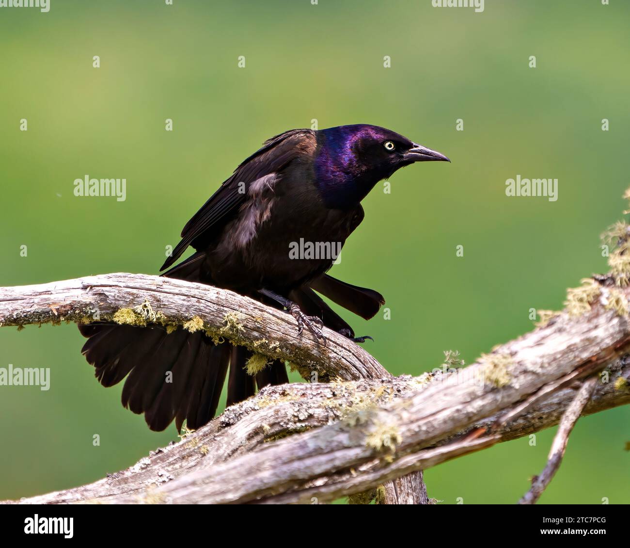 Fan moss hi-res stock photography and images - Alamy