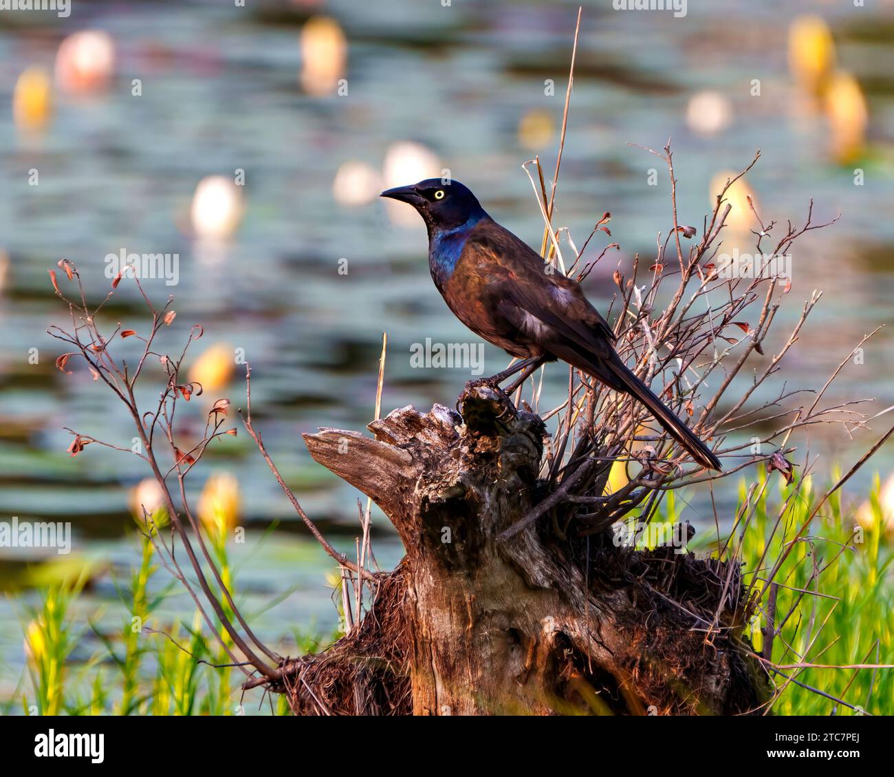 Common Grackle close-up side view standing on a tree stump with blur ...