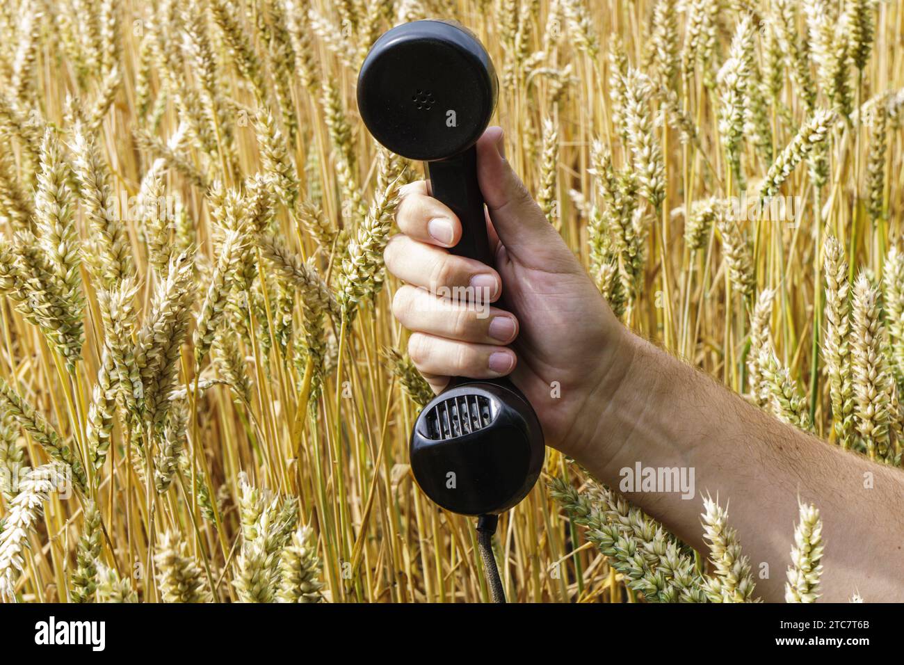 Hand holding a vintage wired phone handset against the wheat field ...