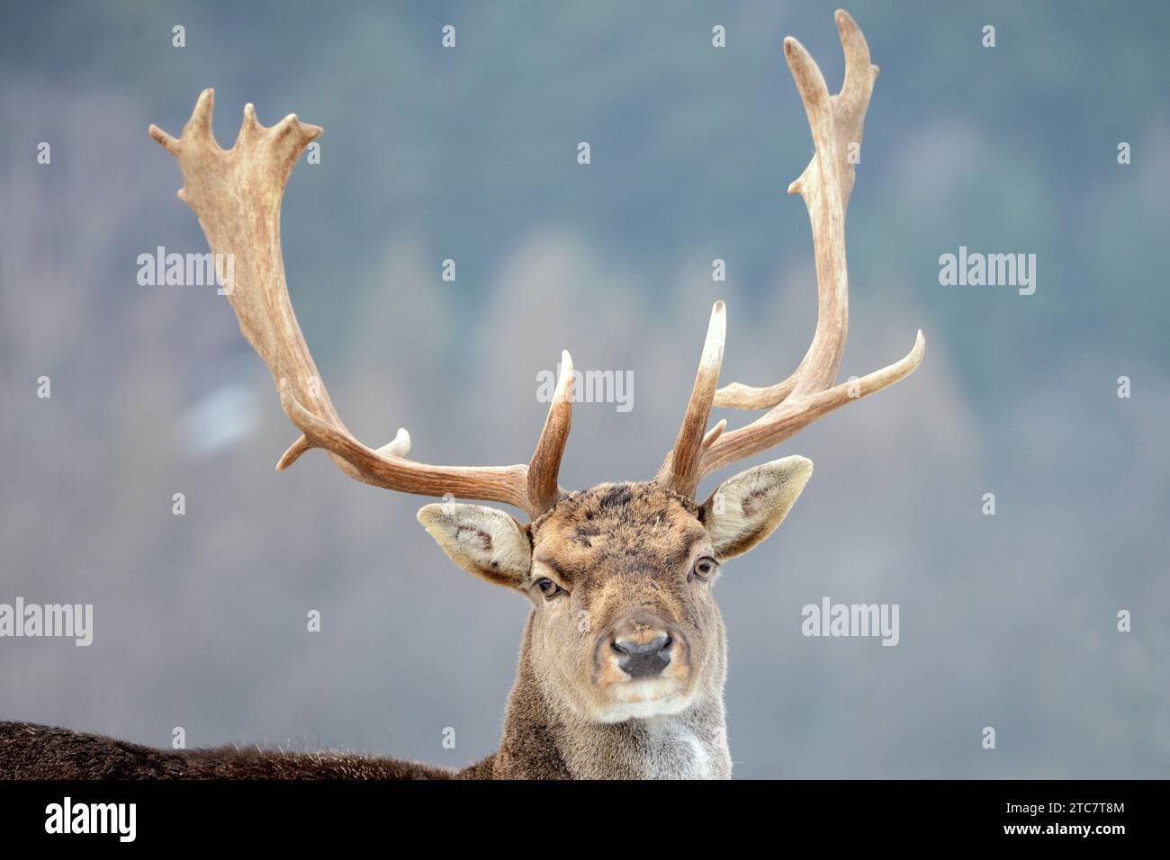 Skalice, Czech Republic. 11th Dec, 2023. A Fallow deer standing in a ...