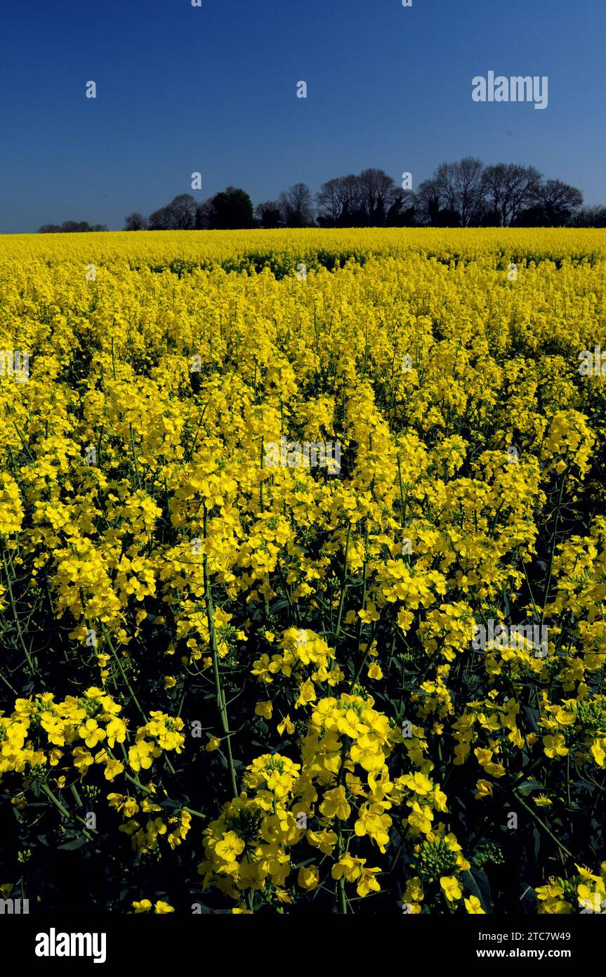 Oilseed production hi-res stock photography and images - Alamy