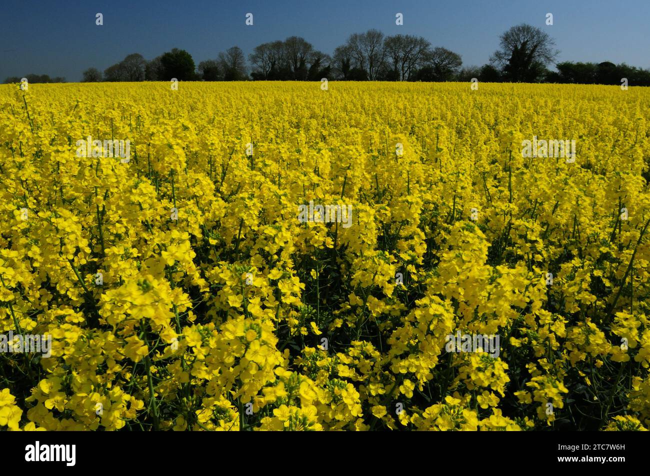 A field of oilseed in springtime Stock Photo - Alamy