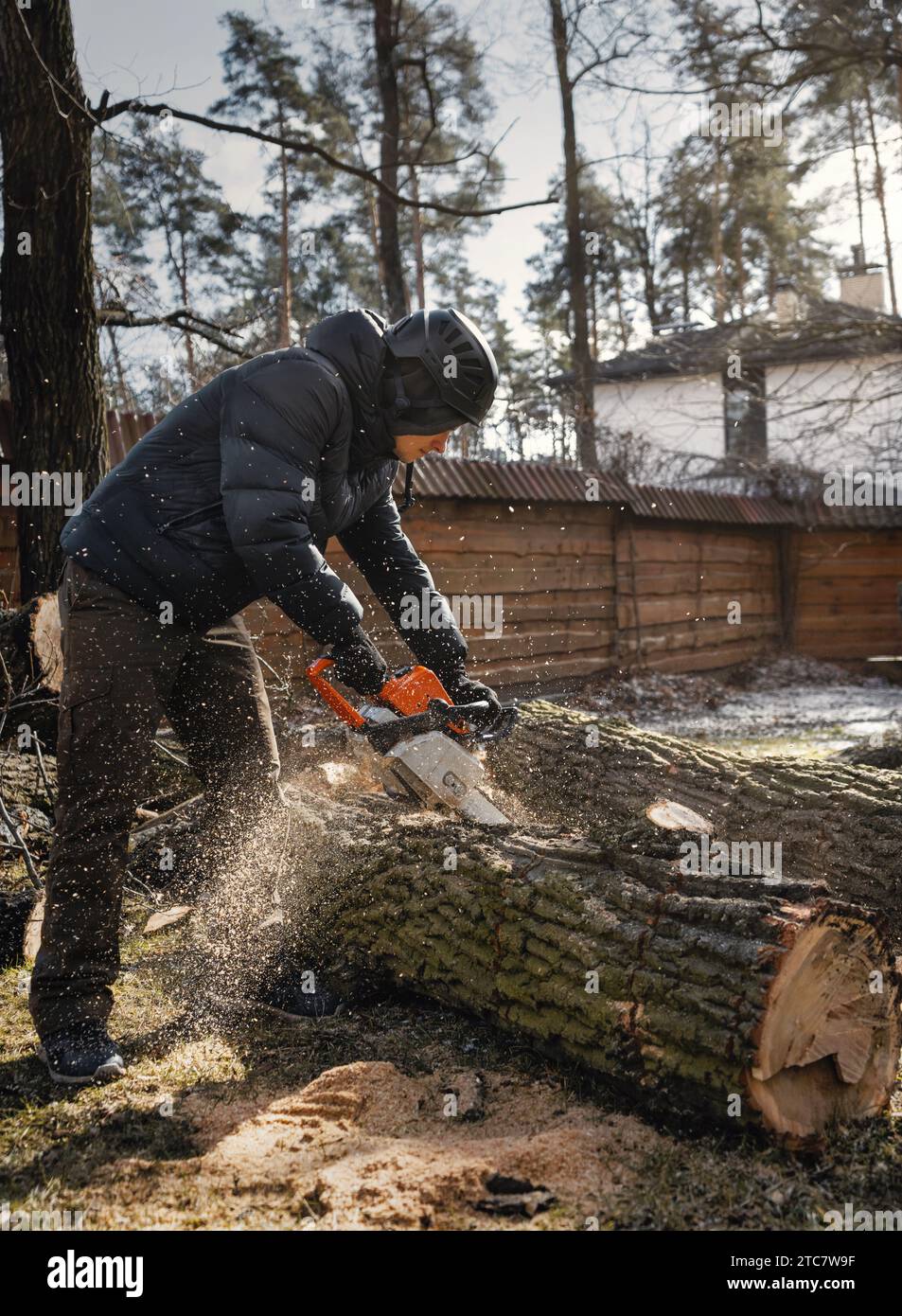 Woodcutter saws tree with chainsaw. Sawdust flies from chainsaw ...