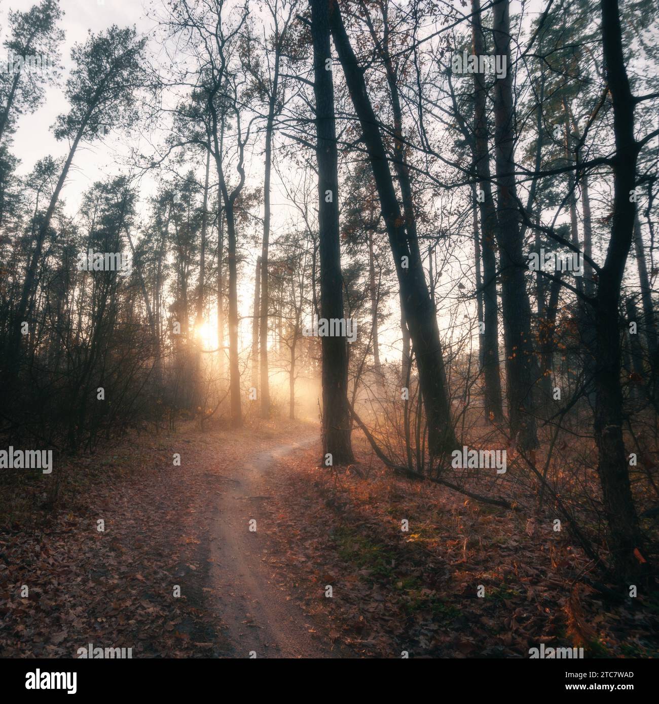 Beautiful morning landscape with sun rays shining through the misty forest, illuminating a ...