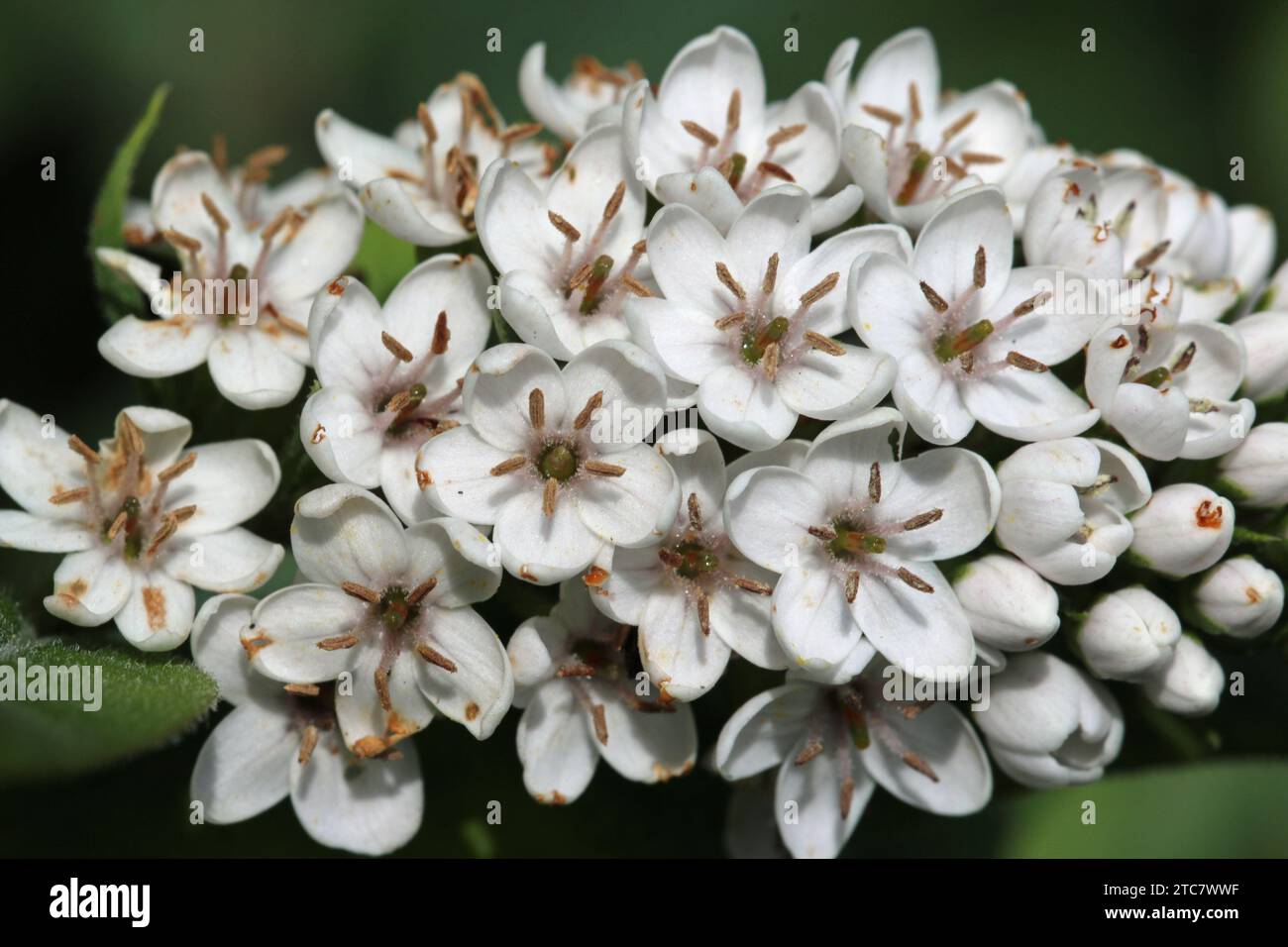 White gooseneck loosestrife, Lysimachia clethroides, white flower spike ...
