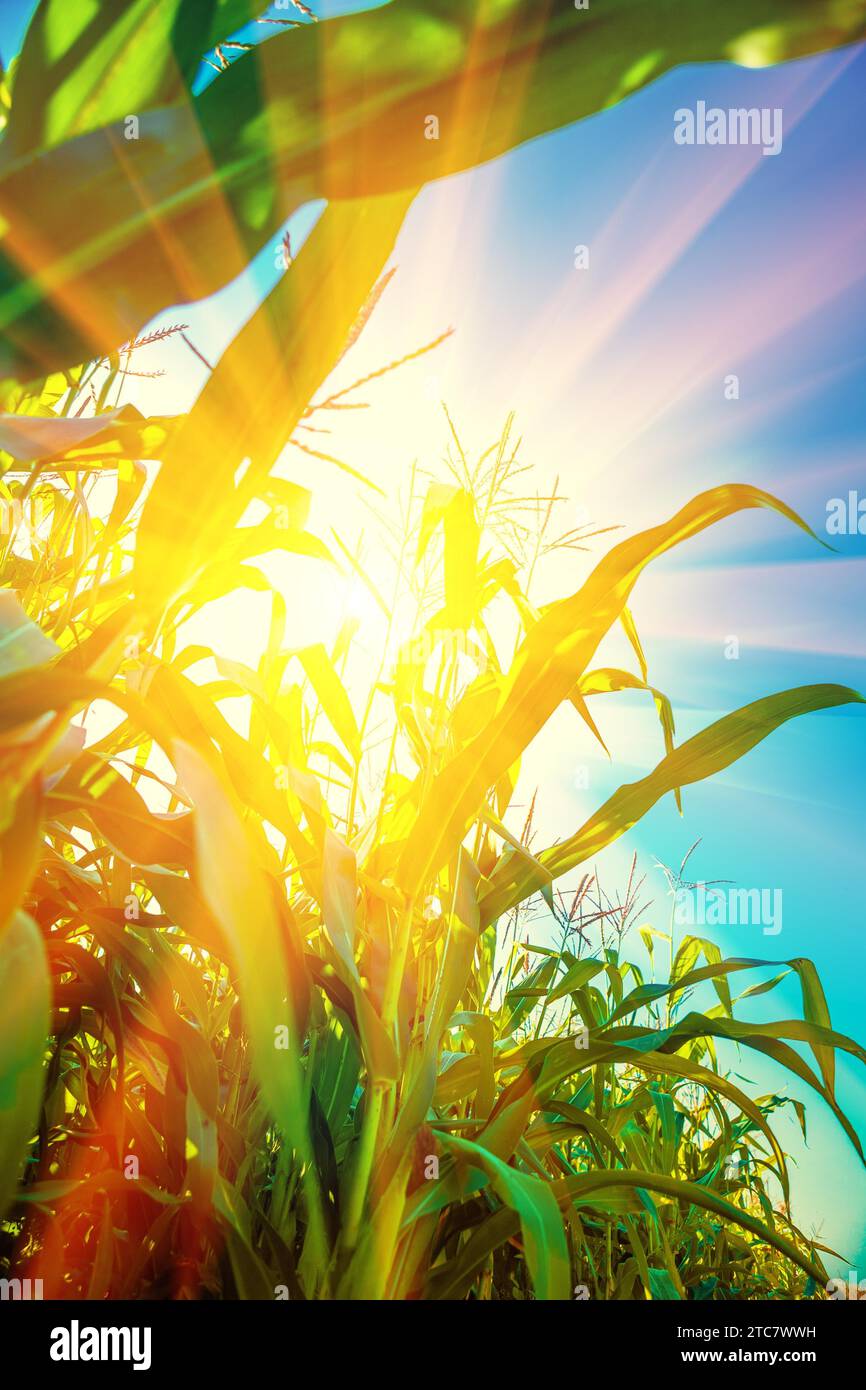 Translucent sun through plants of corn instagram stile Stock Photo - Alamy