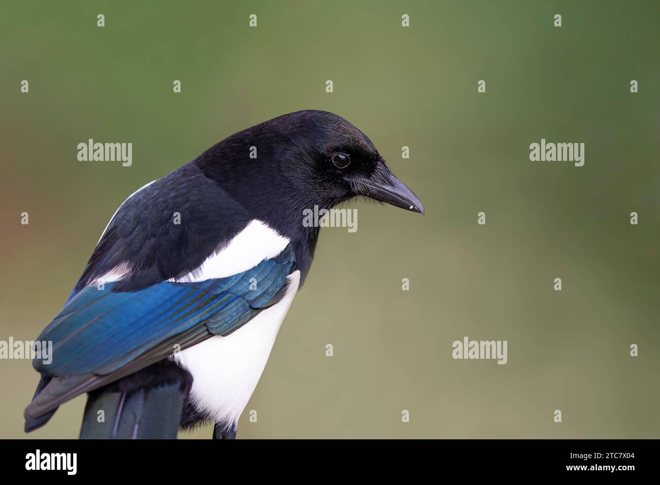Close up view of a magpie bird Stock Photo - Alamy