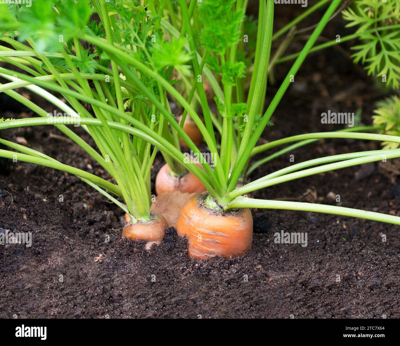 Carrot plant growing closeup. Carrot in soil Stock Photo - Alamy