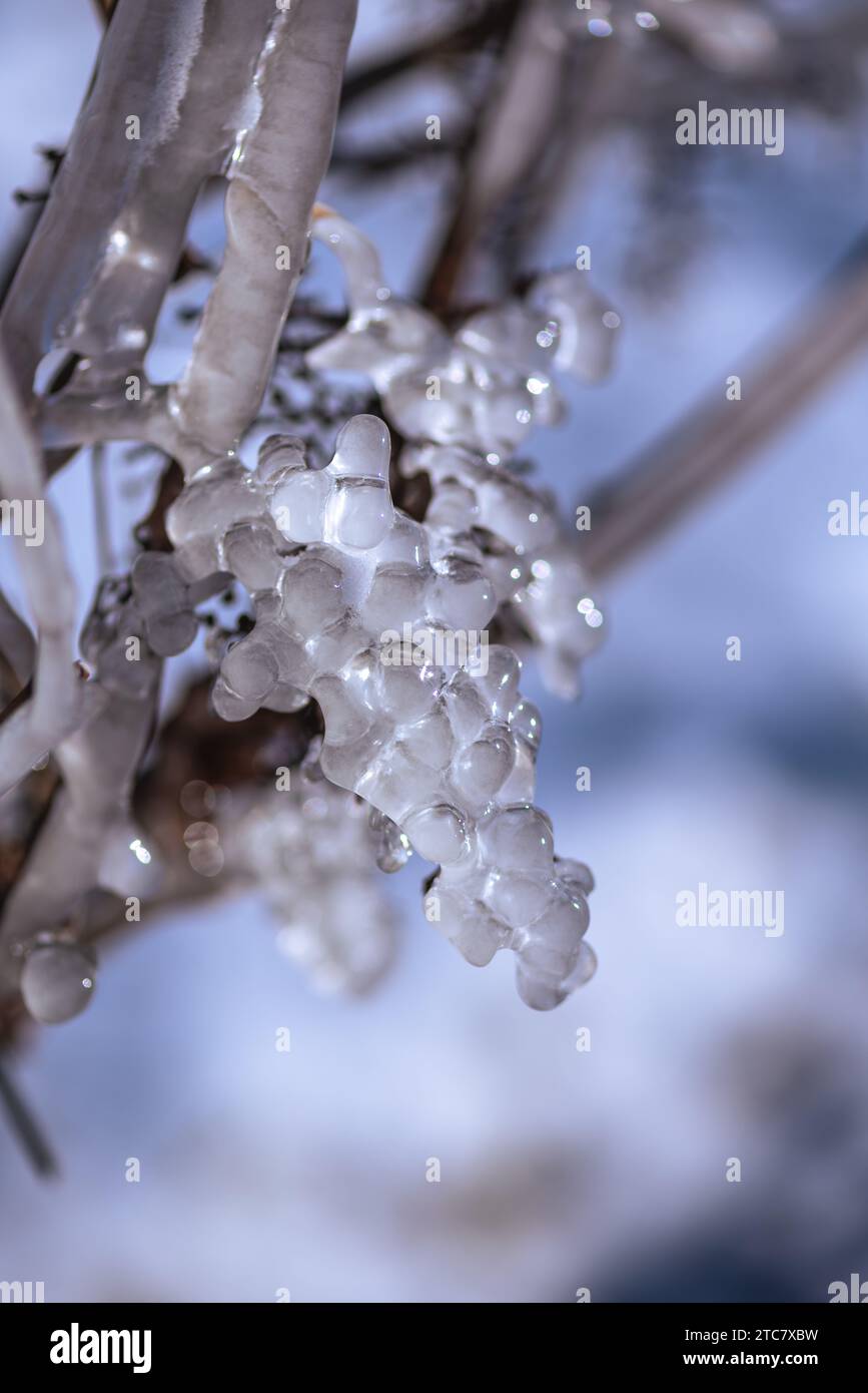 A frozen grape, delicately encased in frost, stands against a snowy ...