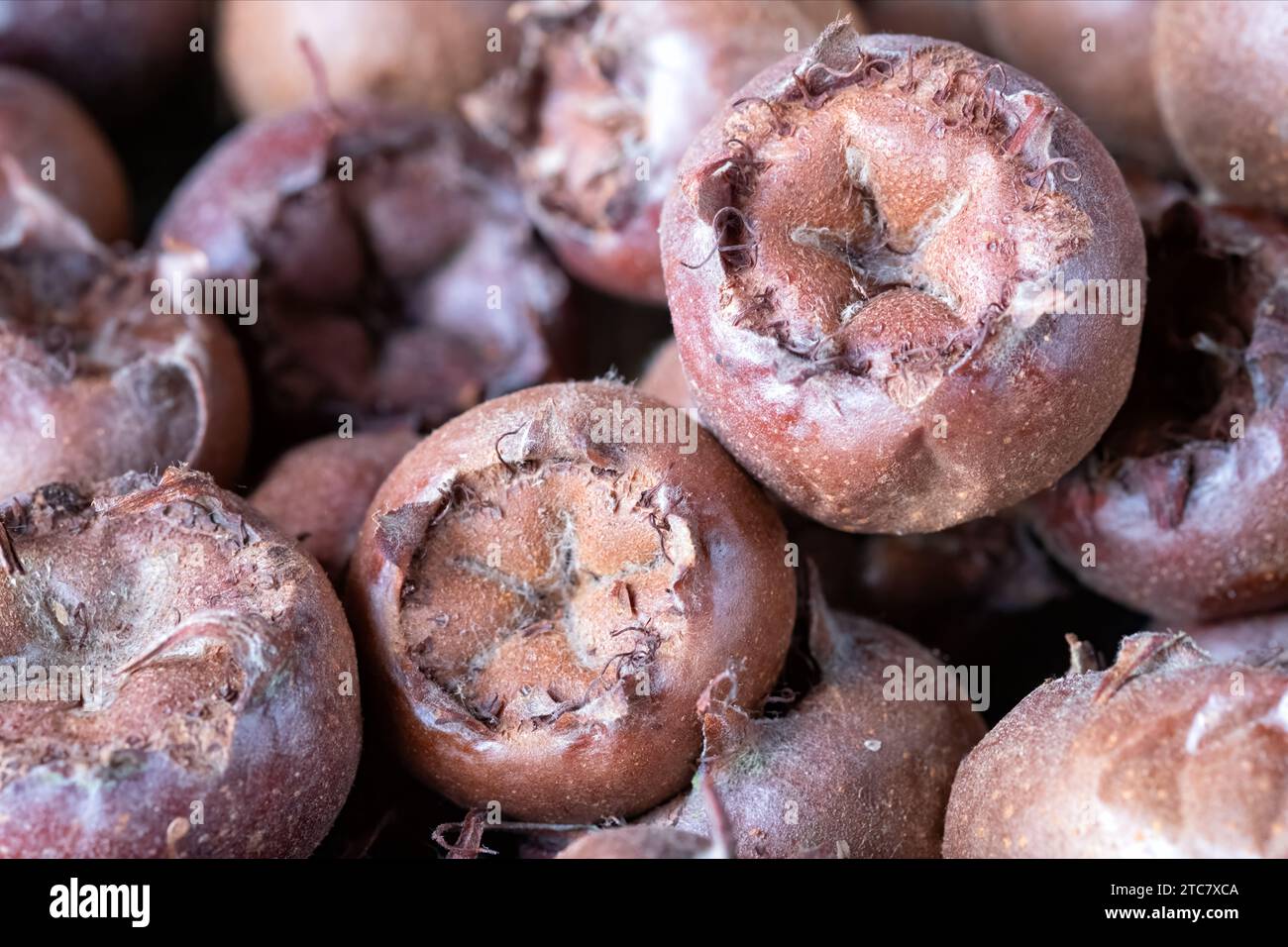 Bletted Ripe Medlars, Mespilus germanica, The fruit of the common ...