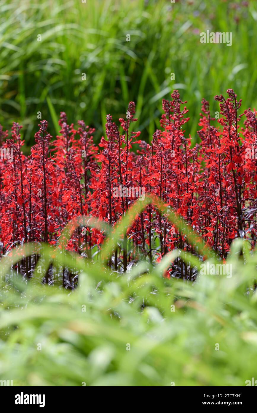 Cardinal flower Queen Victoria, Lobelia cardinalis Queen Victoria, 2 ...