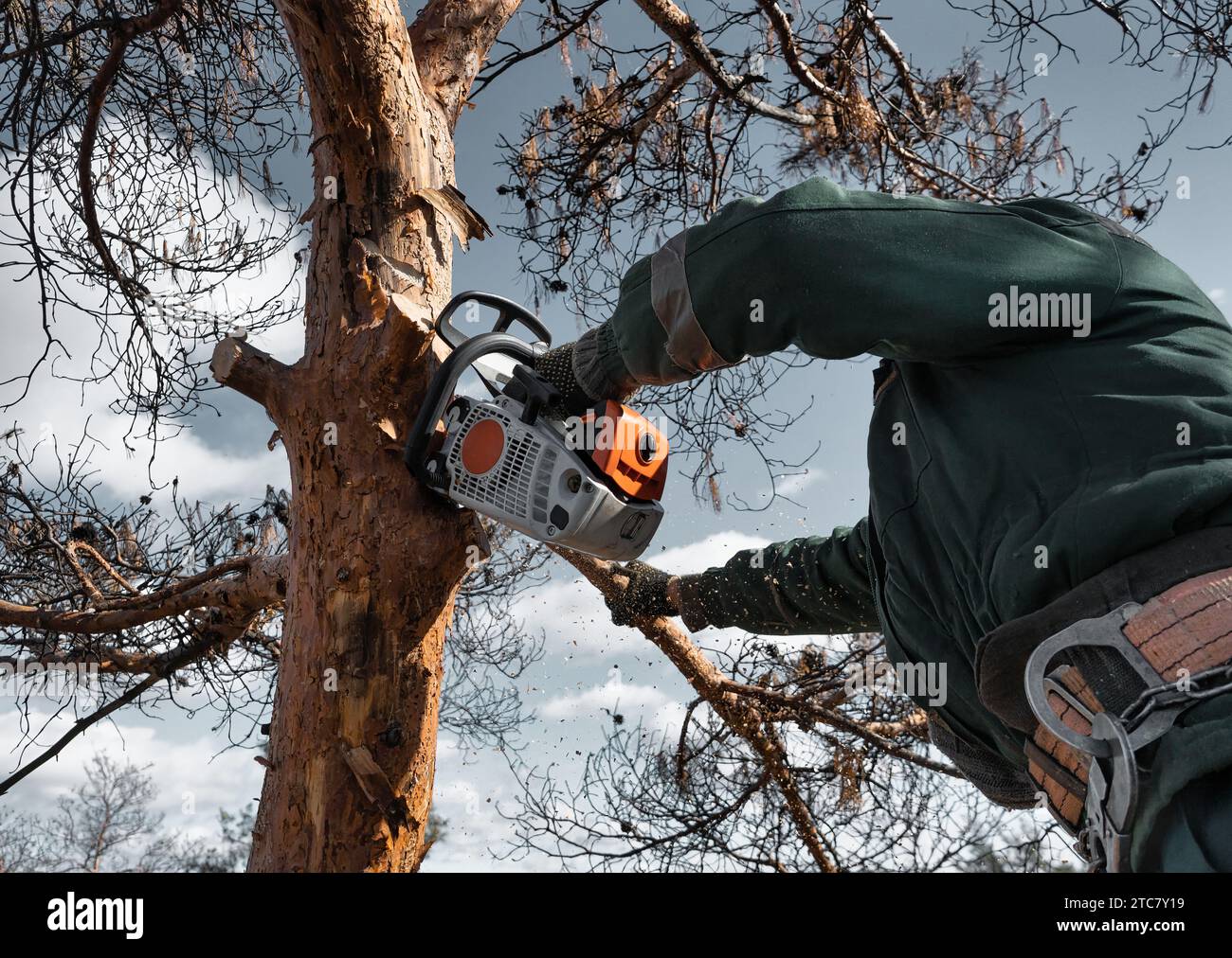 Arborist in a helmet cuts down the branches of a dried emergency tree ...