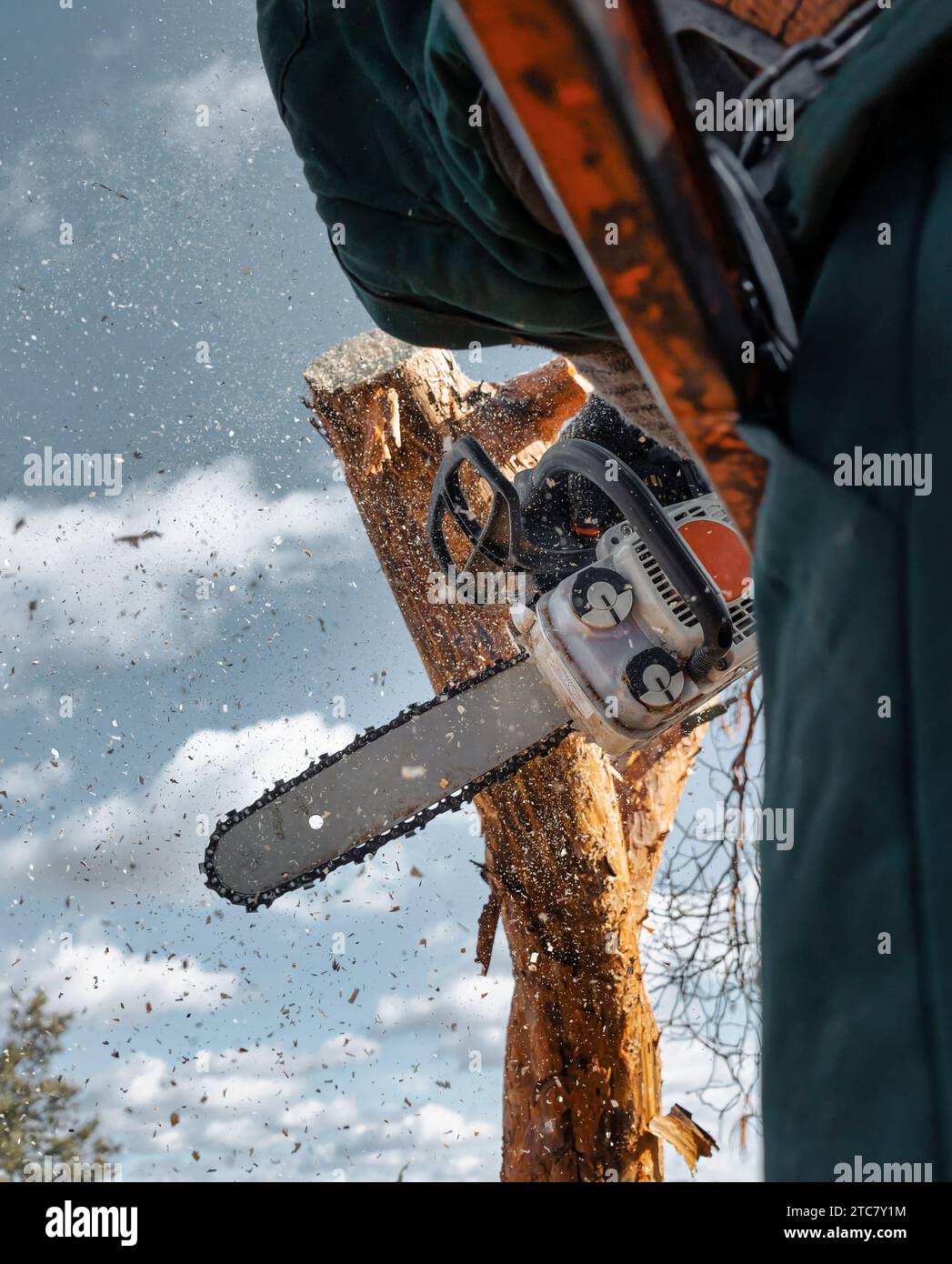 Arborist cuts the trunk of an emergency tree with a chainsaw. Sawdust ...