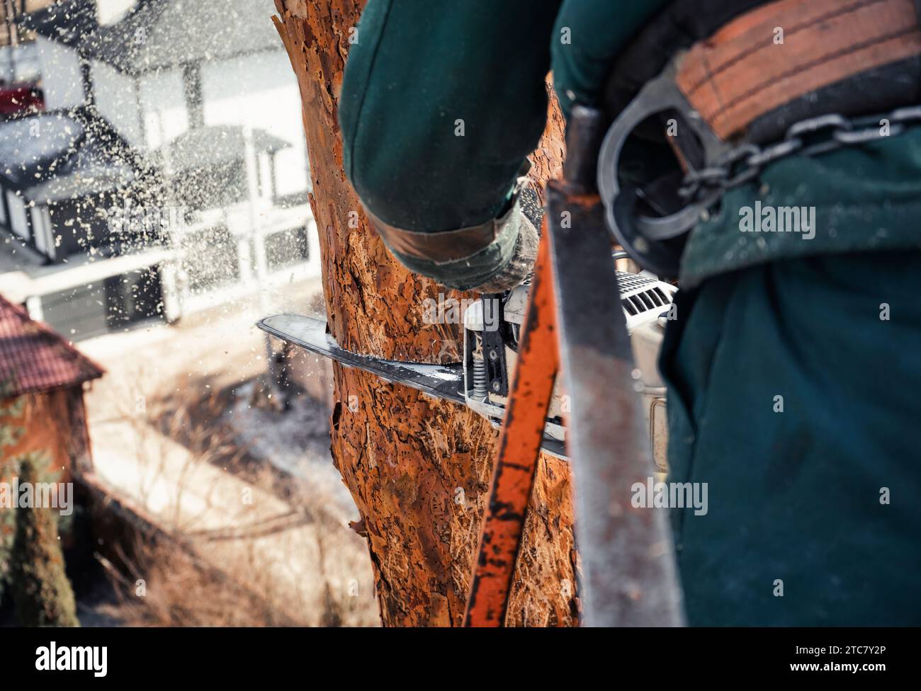 Arborist cuts the trunk of an emergency tree with chainsaw at a great ...