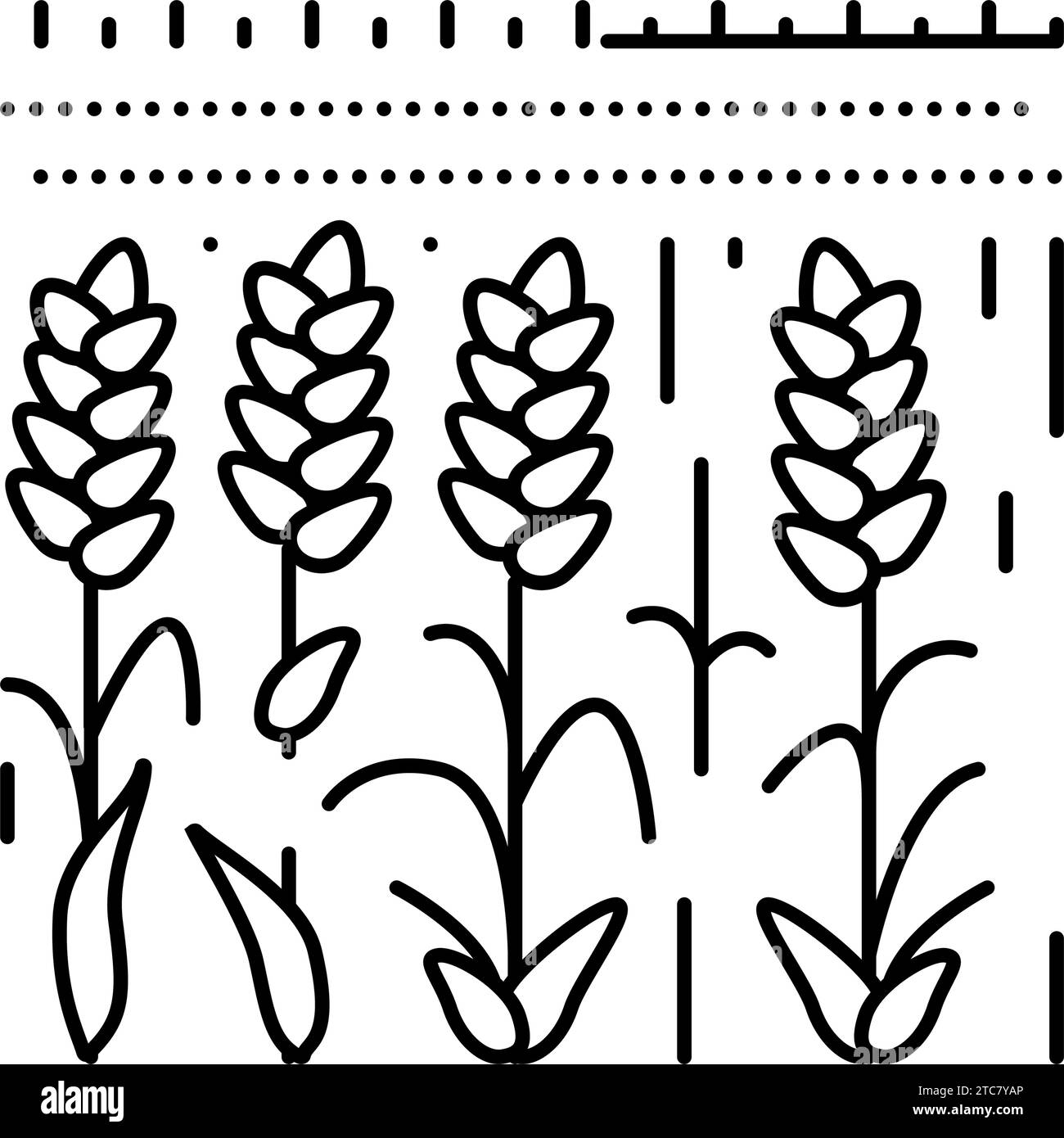 field yellow ripe wheat line icon vector illustration Stock Vector ...