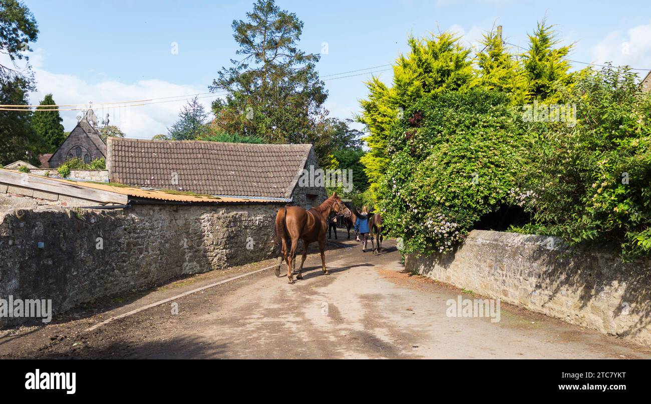 Racing stables horses hi-res stock photography and images - Alamy