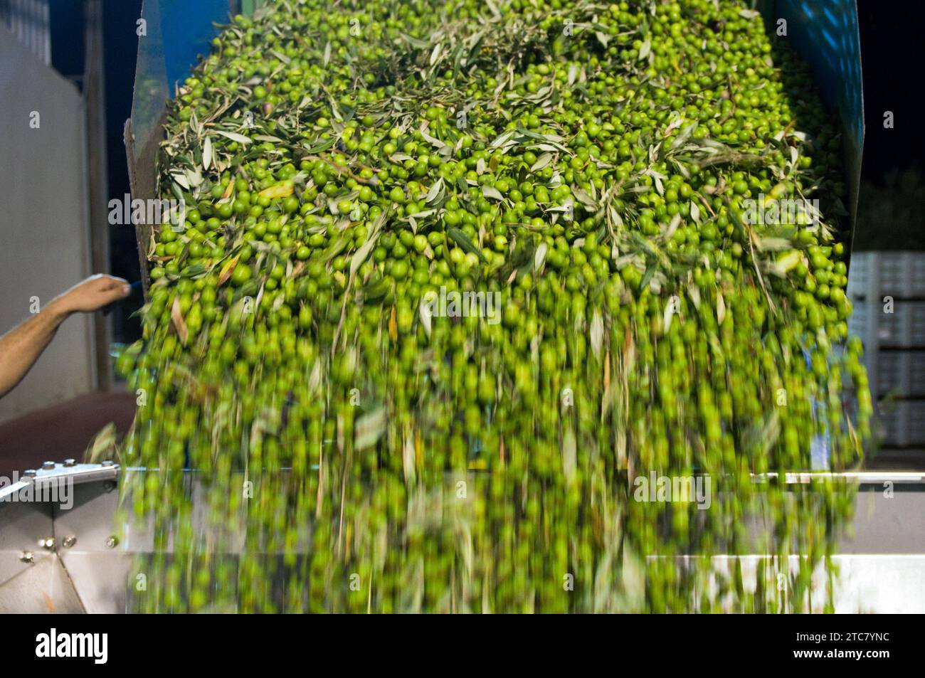 Olive processing for the production of quality extra virgin olive oil ...