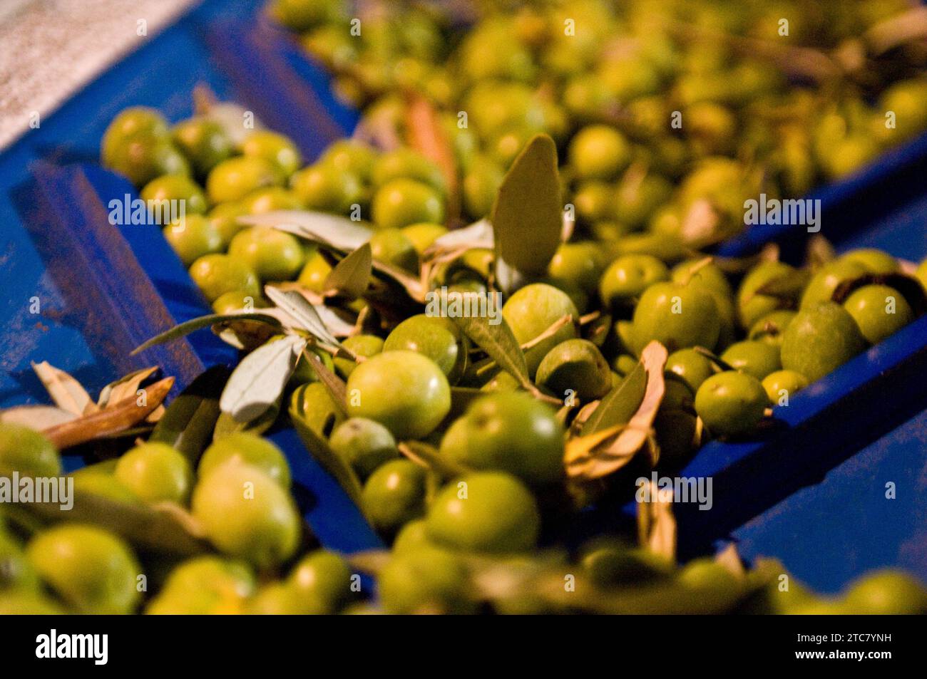Olive processing for the production of quality extra virgin olive oil ...
