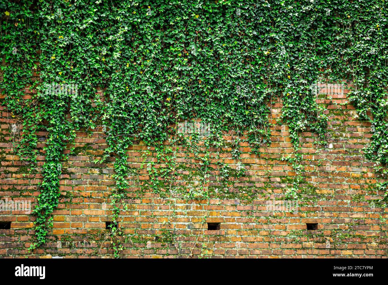 Ivy leaves on old red brick wall background Stock Photo - Alamy